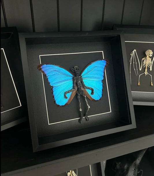 Pixies – Lepidora Entomology