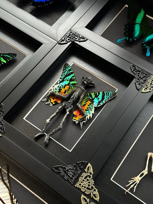 Pixies – Lepidora Entomology